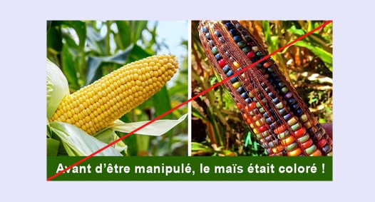 Le maïs multicolore est une invention récente. Explications | Douce ...